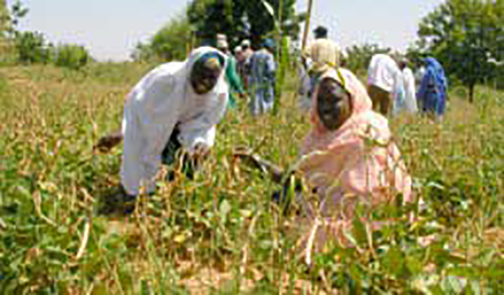 Cowpea Field