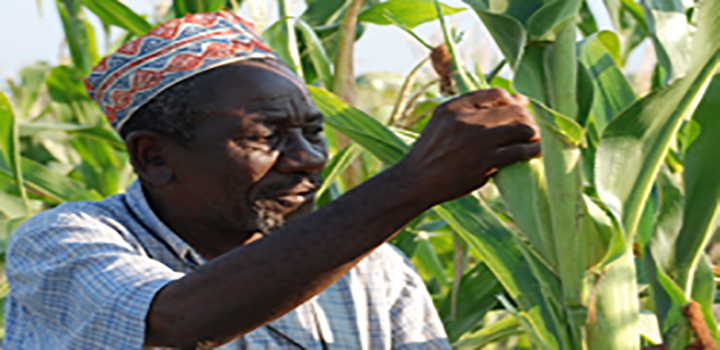 maize-farmer