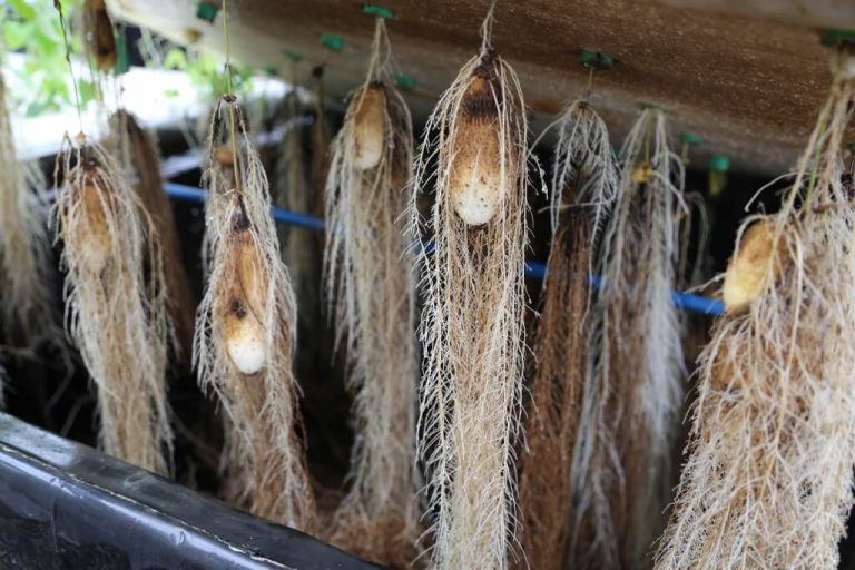 Seed Yam Tubers In Aeroponics System seed-yam-tubers-in-aeroponics-system