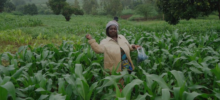 Farmer propagating Aflasafe in a field Farmer propagating Aflasafe in a field