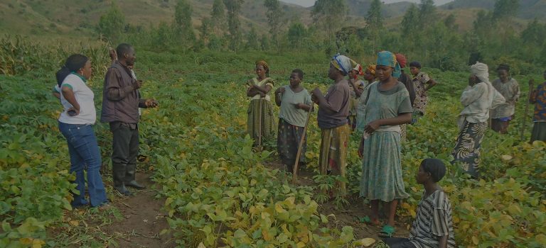 Cassava Trials In Drc