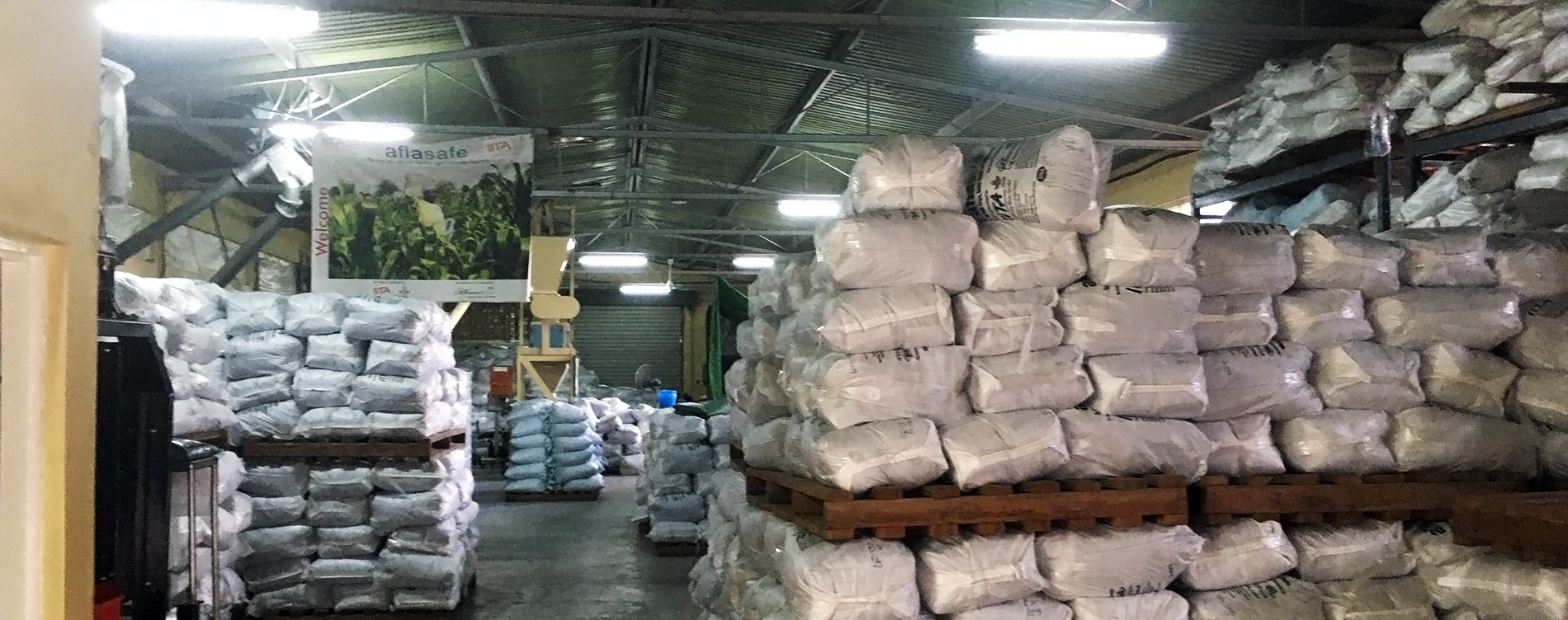 Decade-long trials prove efficacy of Nigeria’s aflatoxin biocontrol product Decade-long trials prove efficacy of Nigeria’s aflatoxin biocontrol product