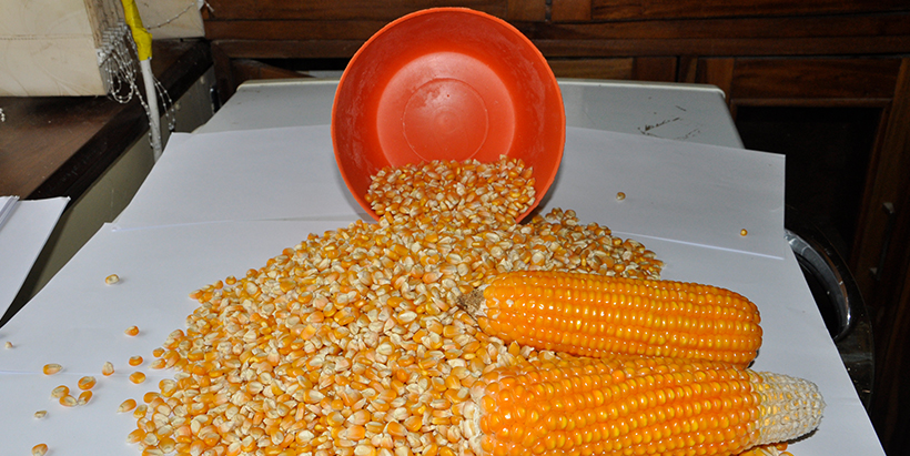 IITA improving maize genotyping workflow in developing countries