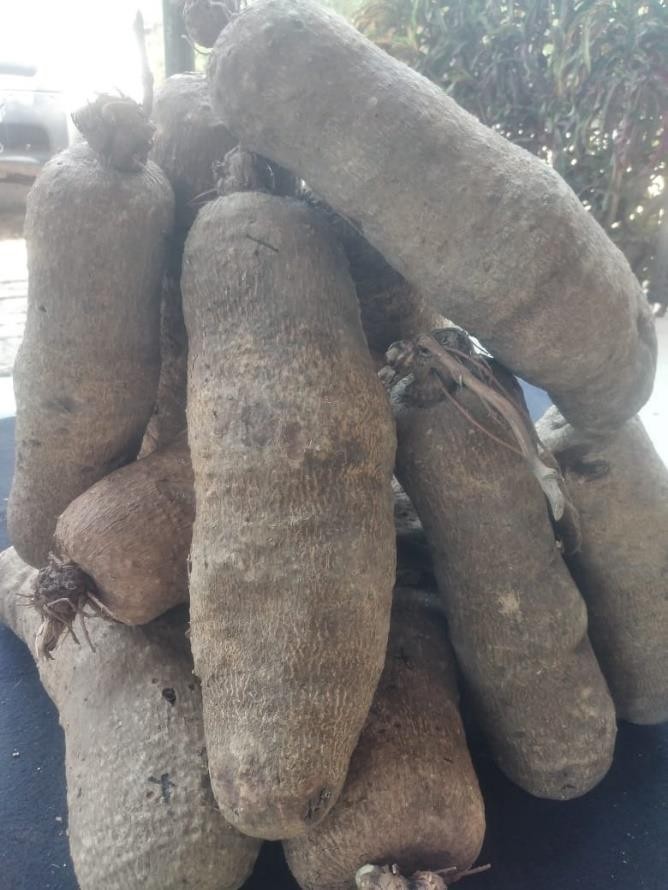 IITA and NRCRI release new yam varieties IITA and NRCRI release new yam varieties