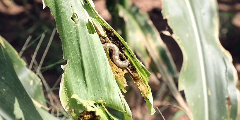 Integrated plant health management: A pathway to food security