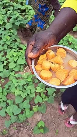 GAIN applauds IITA for improved farmer knowledge of orange-fleshed sweet potato