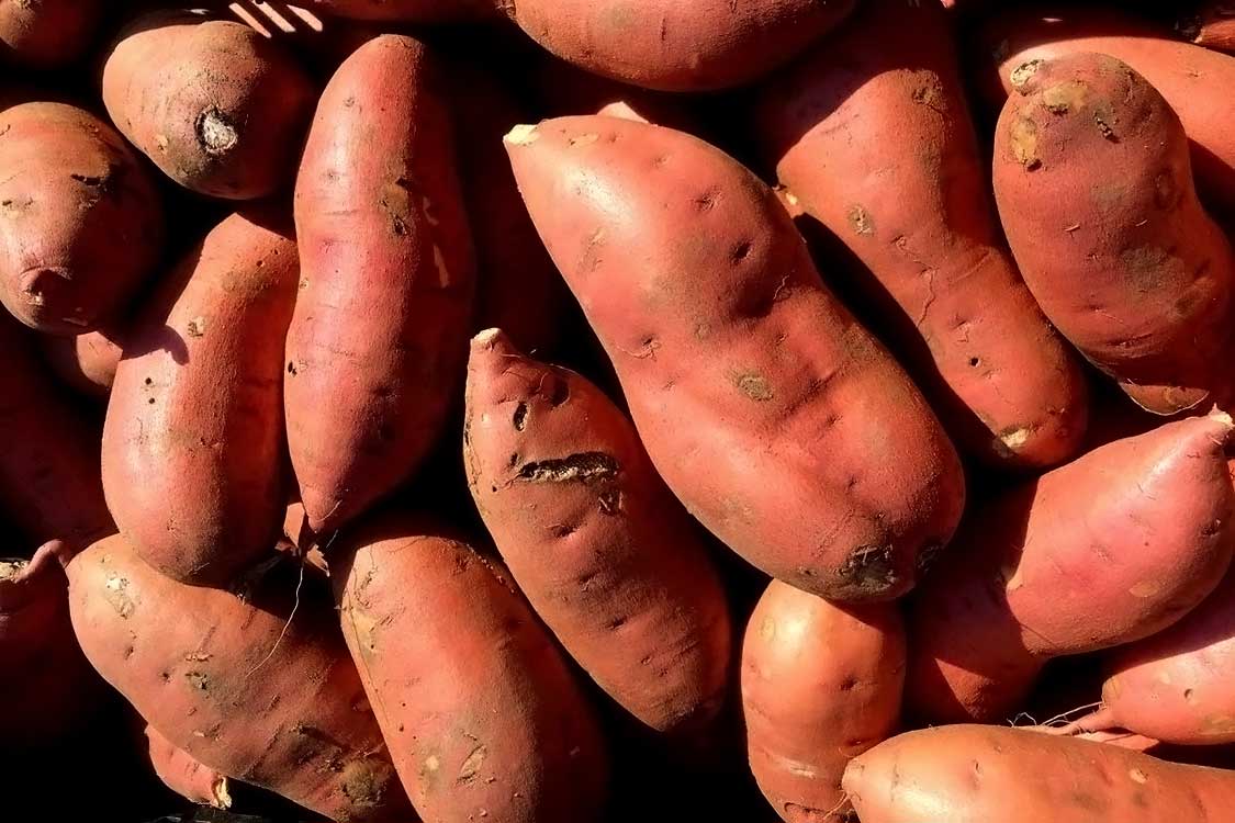 GAIN applauds IITA for improved farmer knowledge of orange-fleshed sweet potato