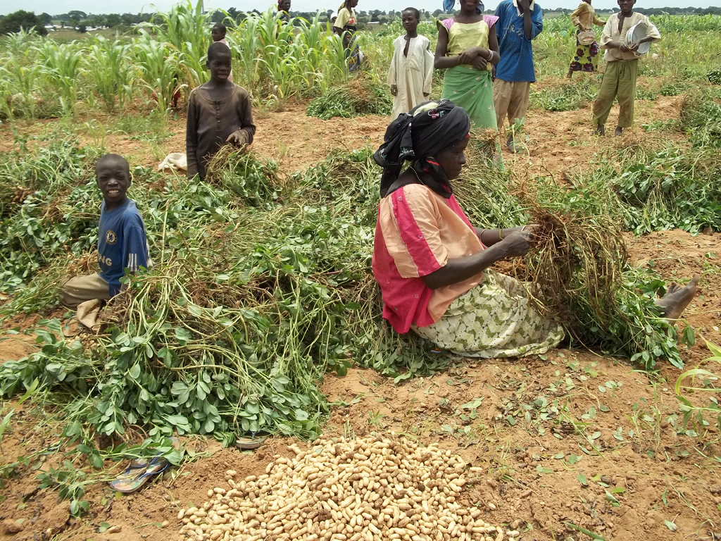 Tanzania’s maize and groundnut farmers get respite from aflatoxin poisoning