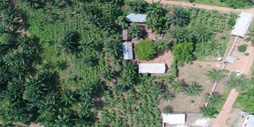 An RTB innovation: Disease mapping and surveillance made easier through AI-powered app and drone ...