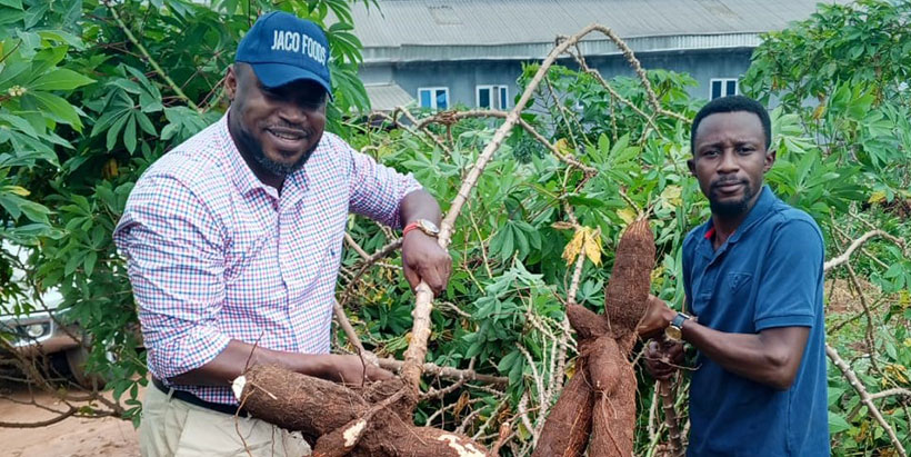 Genetic gains revolutionizing cassava farming: 400 high-quality varieties boost ...