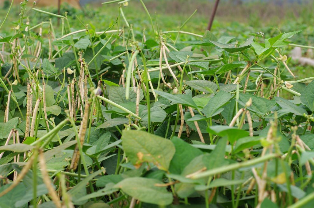 General image no. 19