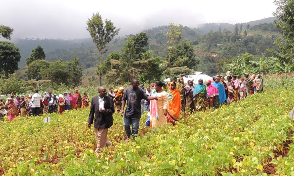 An N2Africa farmers’ field day in Tanzania that showcases modern legume ...