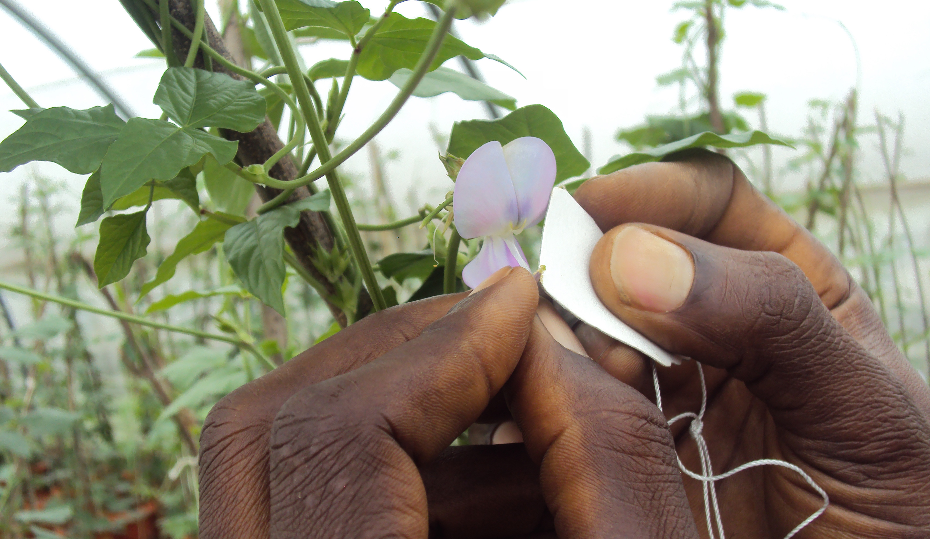 Hand-pollination-for-wild-vigna-regeneration