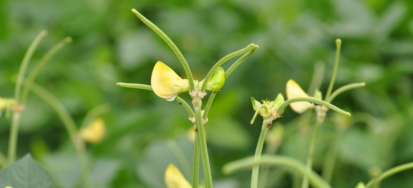 Cowpea crop improvement
