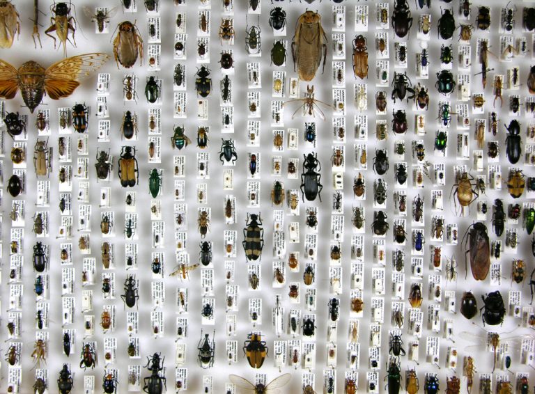 Collection of insects