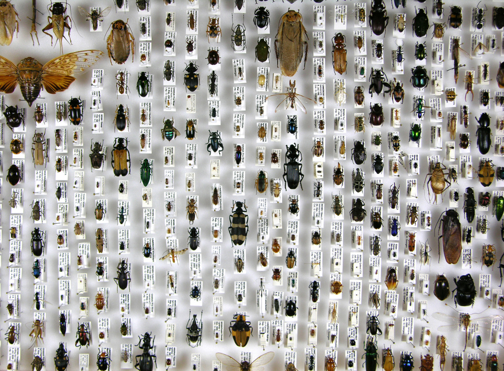 Insect collection