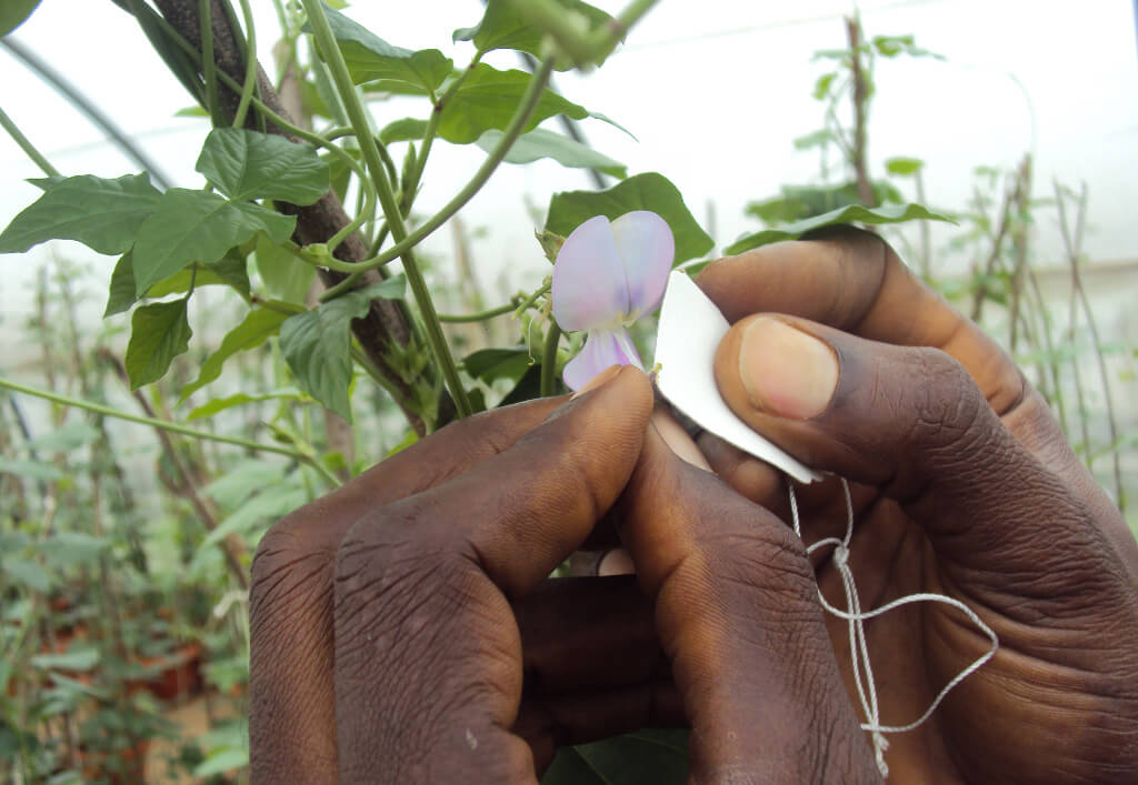 Hand pollination for wild vigna regeneration