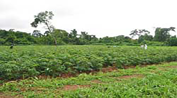 farmers-applying-fertilizers-in-the-field