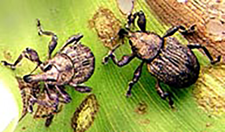 two-adult-weevils