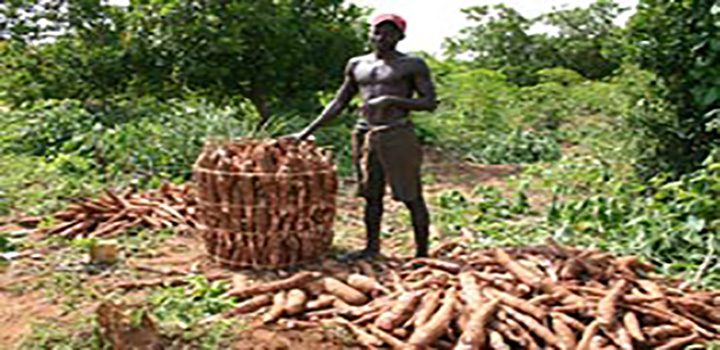 cassava-field