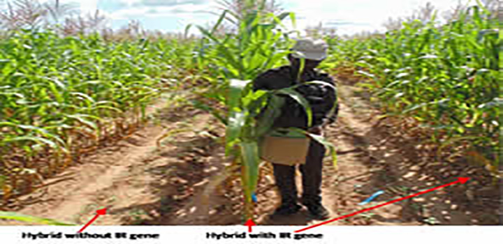 first-generation-of-hybicide-resistant-hybrids