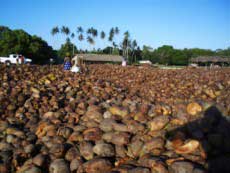 Image of coconuts
