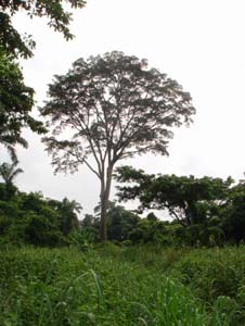 Young Milicia excelsa (Iroko)