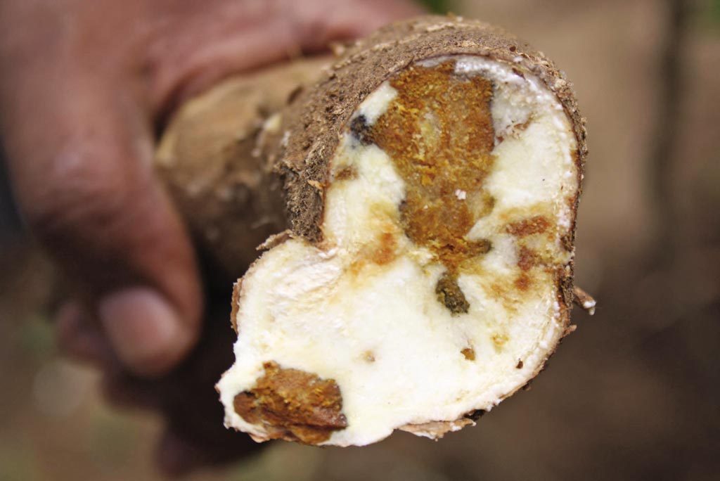 Cassava roots affected by CBSD which causes a dry brown root