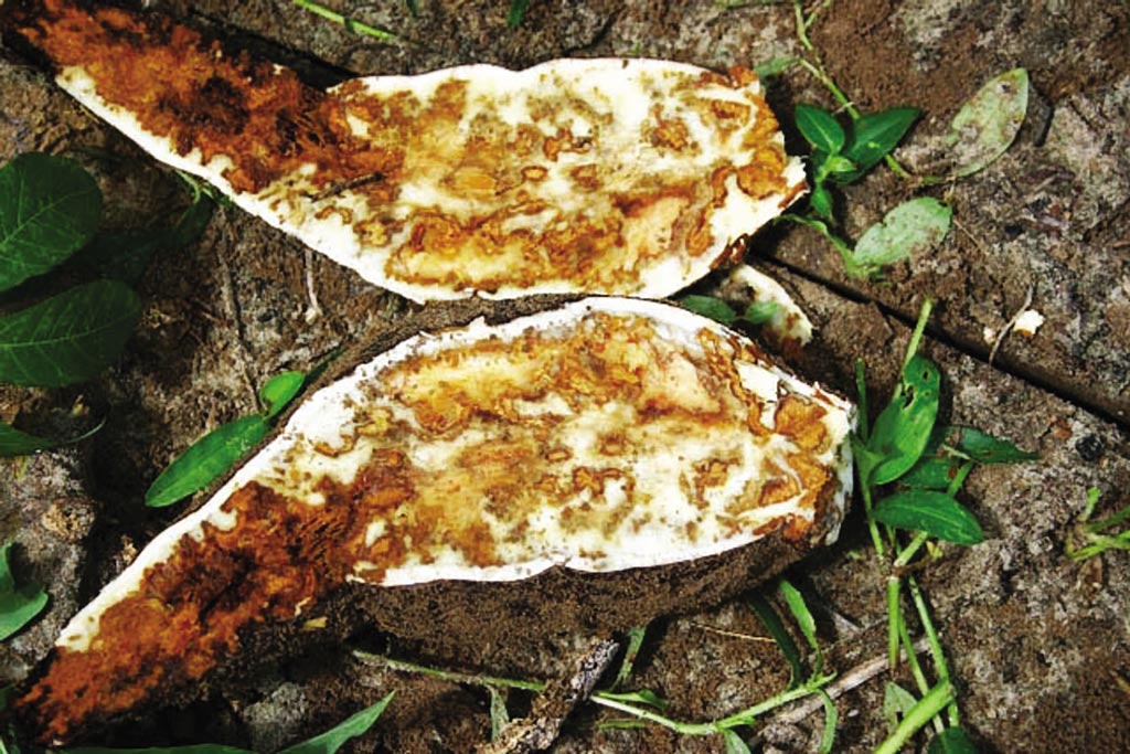 Cassava Brown Streak Disease infected cassava