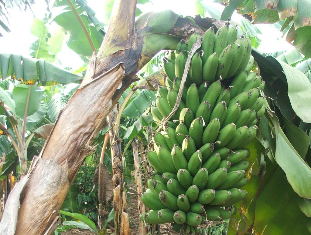 Banana is a staple food in most of East Africa.