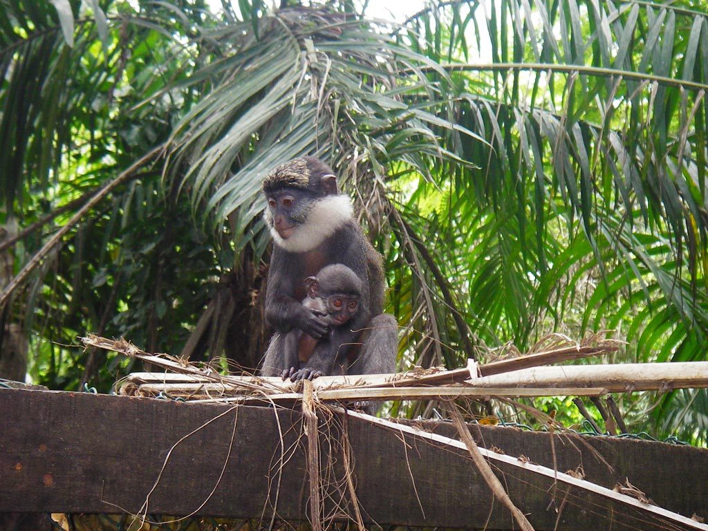 Red-bellied monkey with baby in Drabo