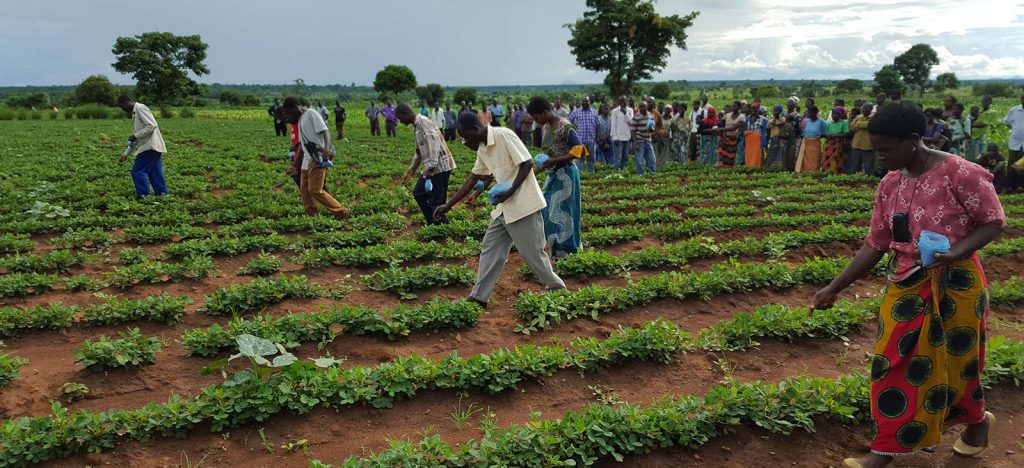 1600_A-group-of-faA group of farmers demonstrating aflasafe application ...