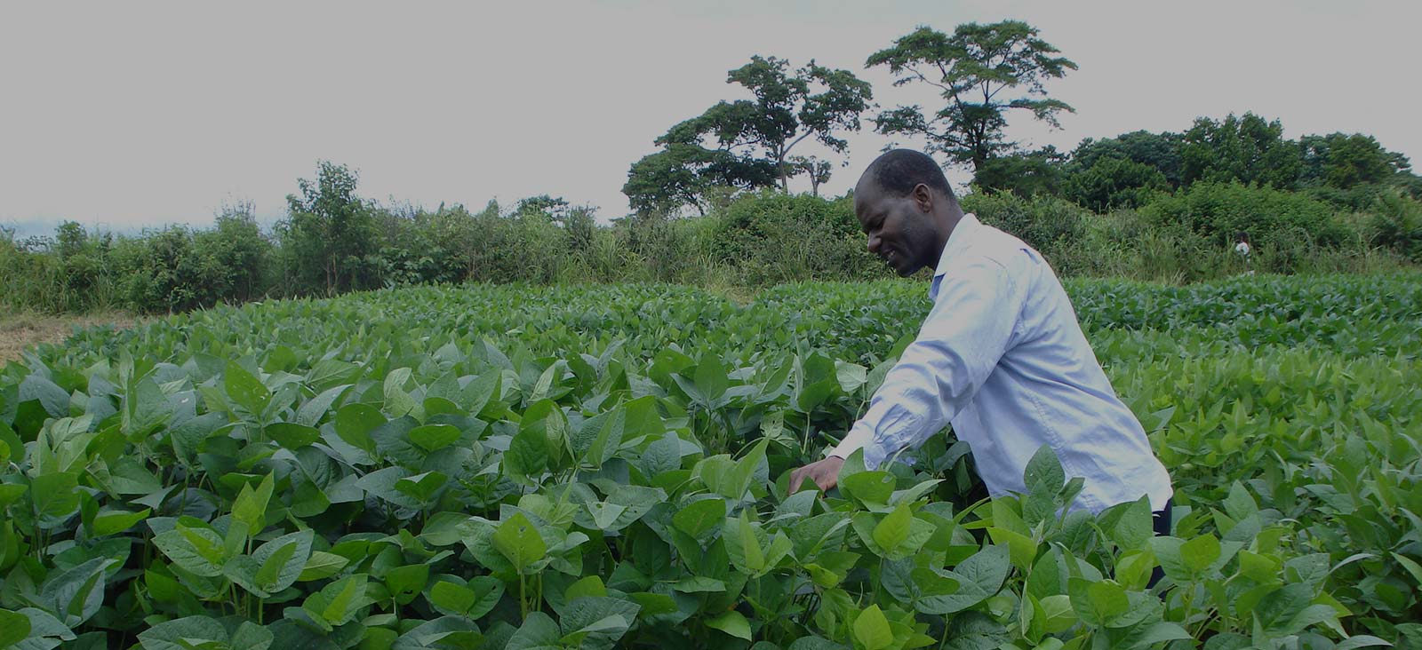 DG Sanginga: IITA Onne is set to incubate agribusiness platforms