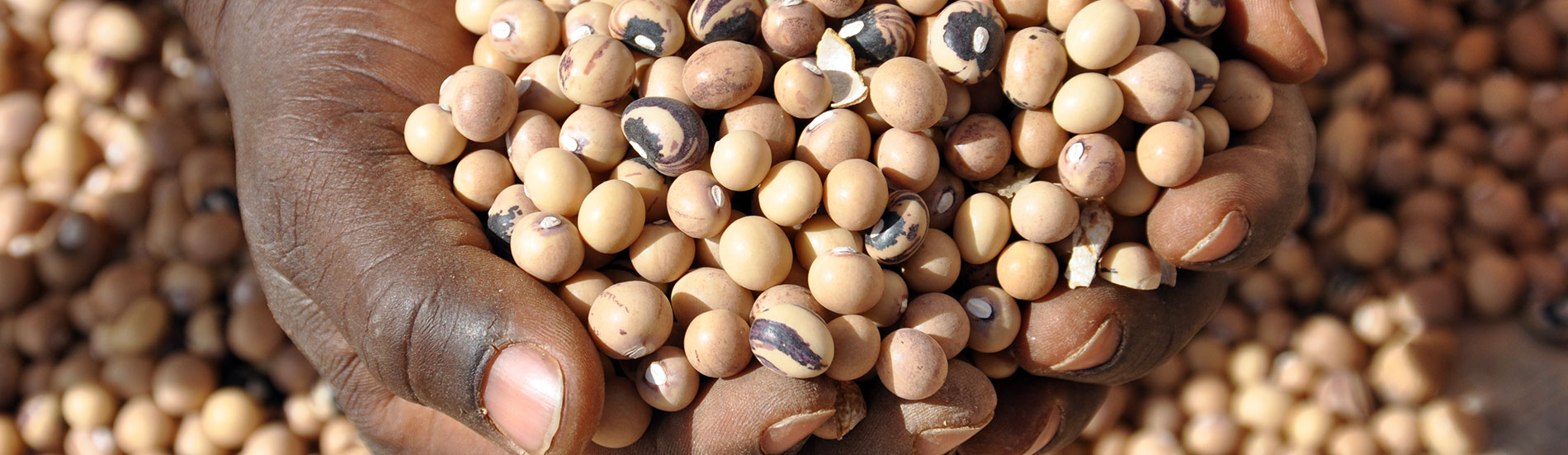test-soybean
