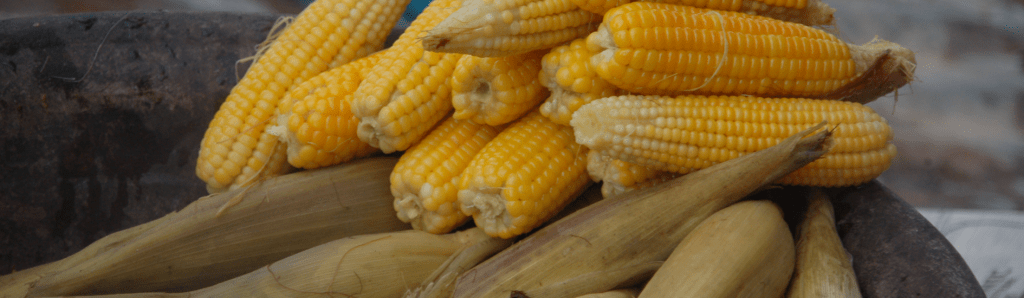 maize1