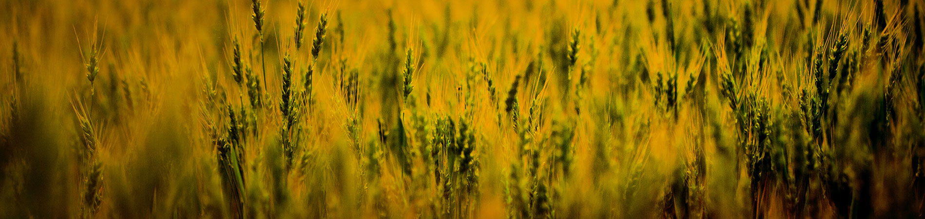 Quality Seed Production