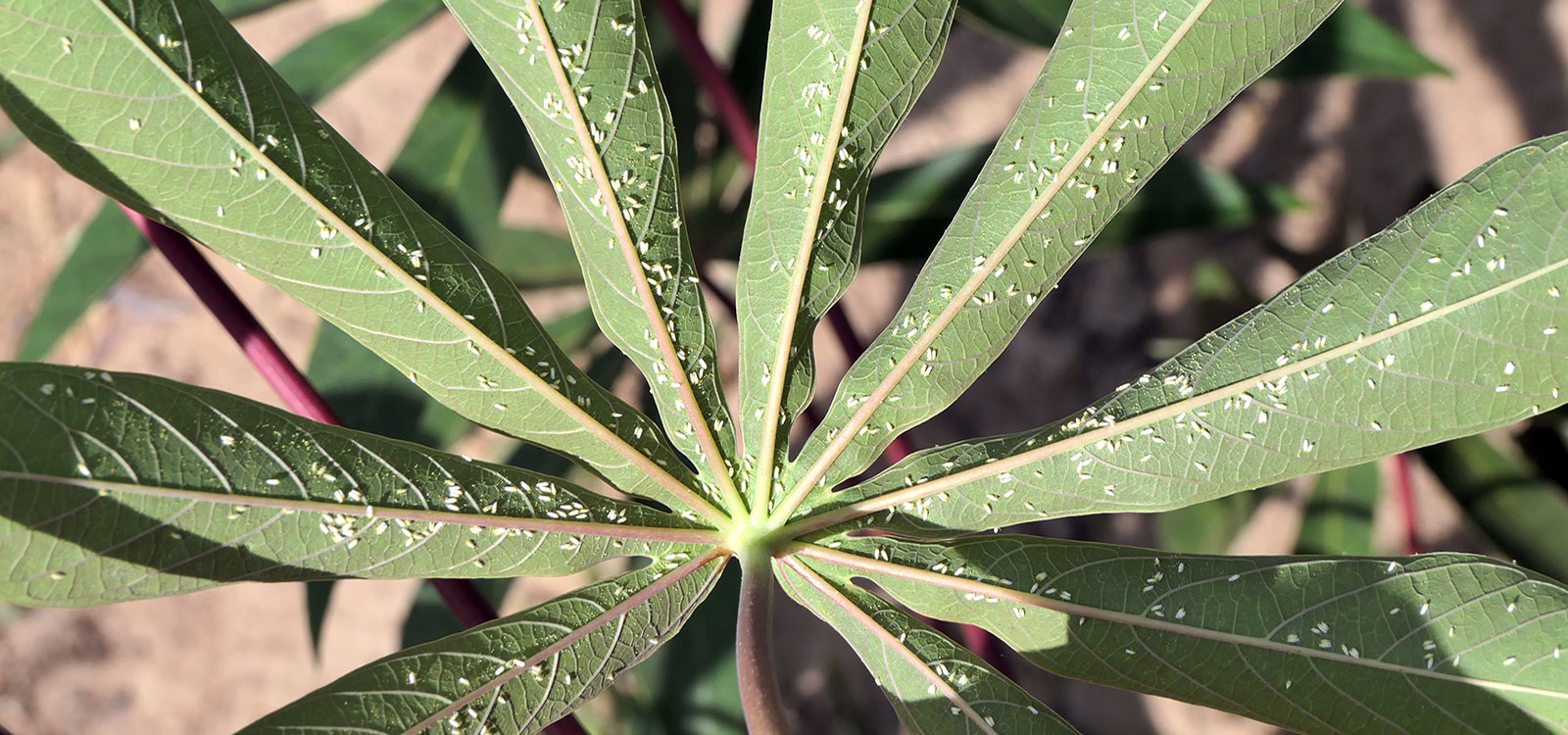 Scientists unravel genome and diversity of whitefly vector behind viral ...