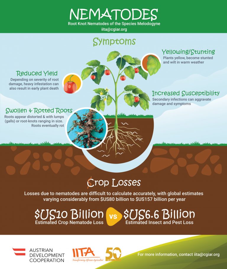 "Pay attention to nematodes, they have adverse effects on African food ...