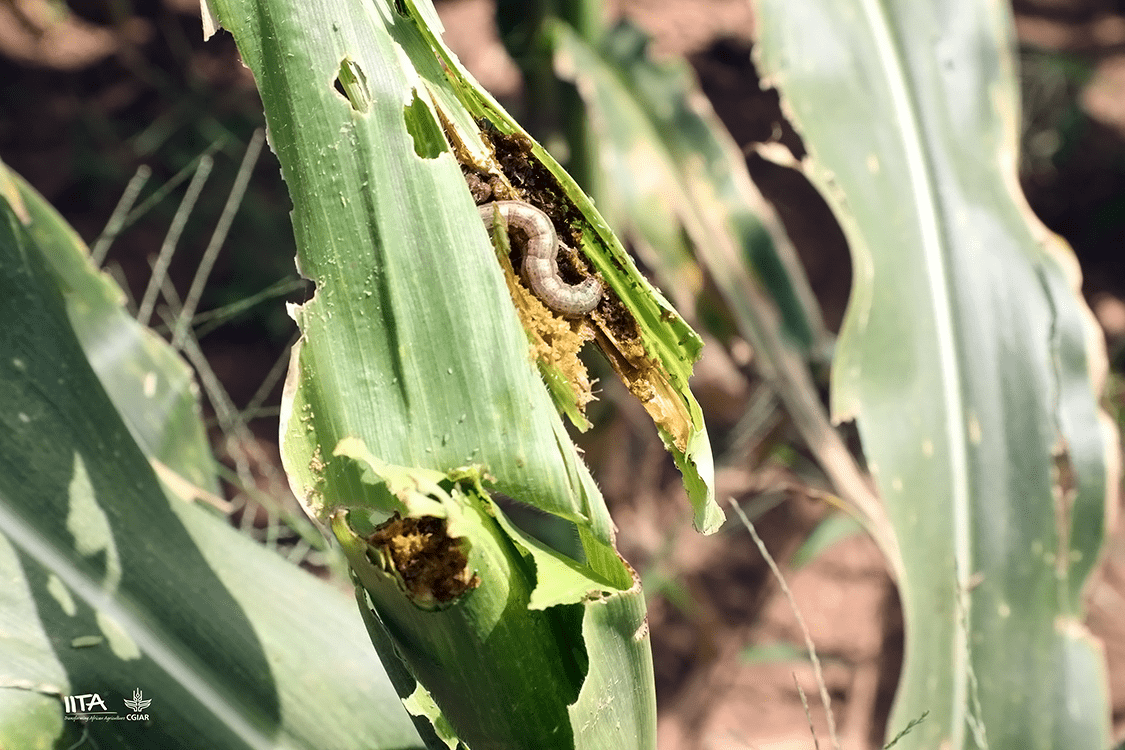 Fall Armyworm