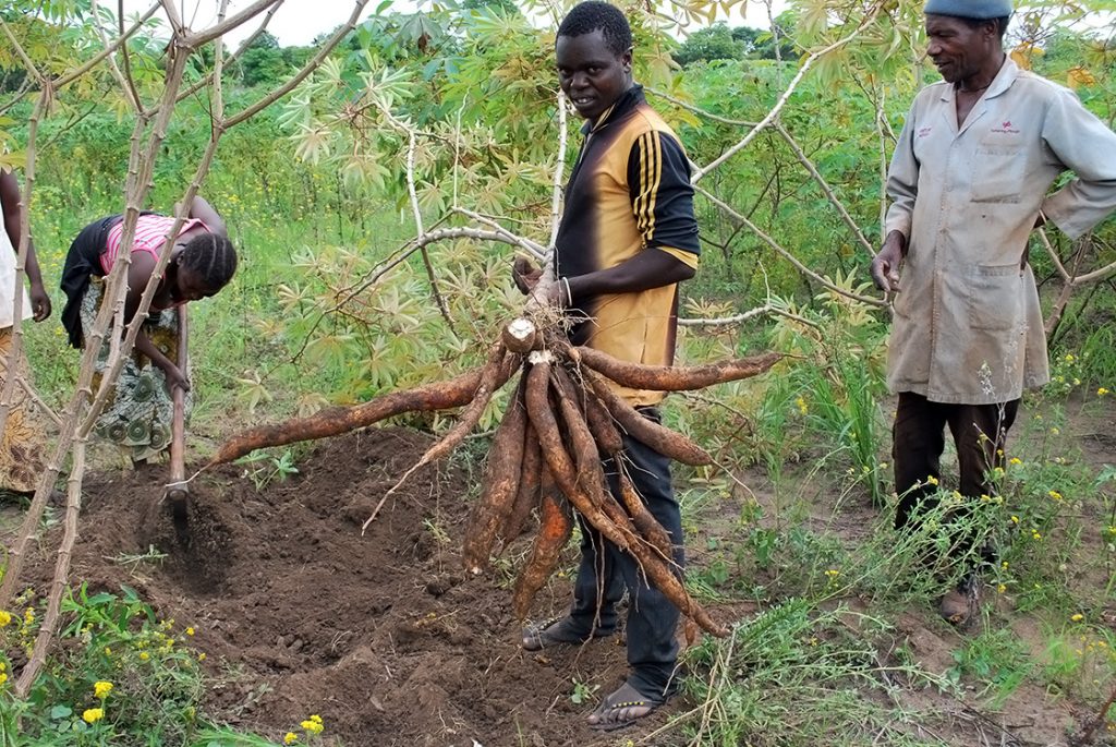 How the right planting season can boost cassava yields
