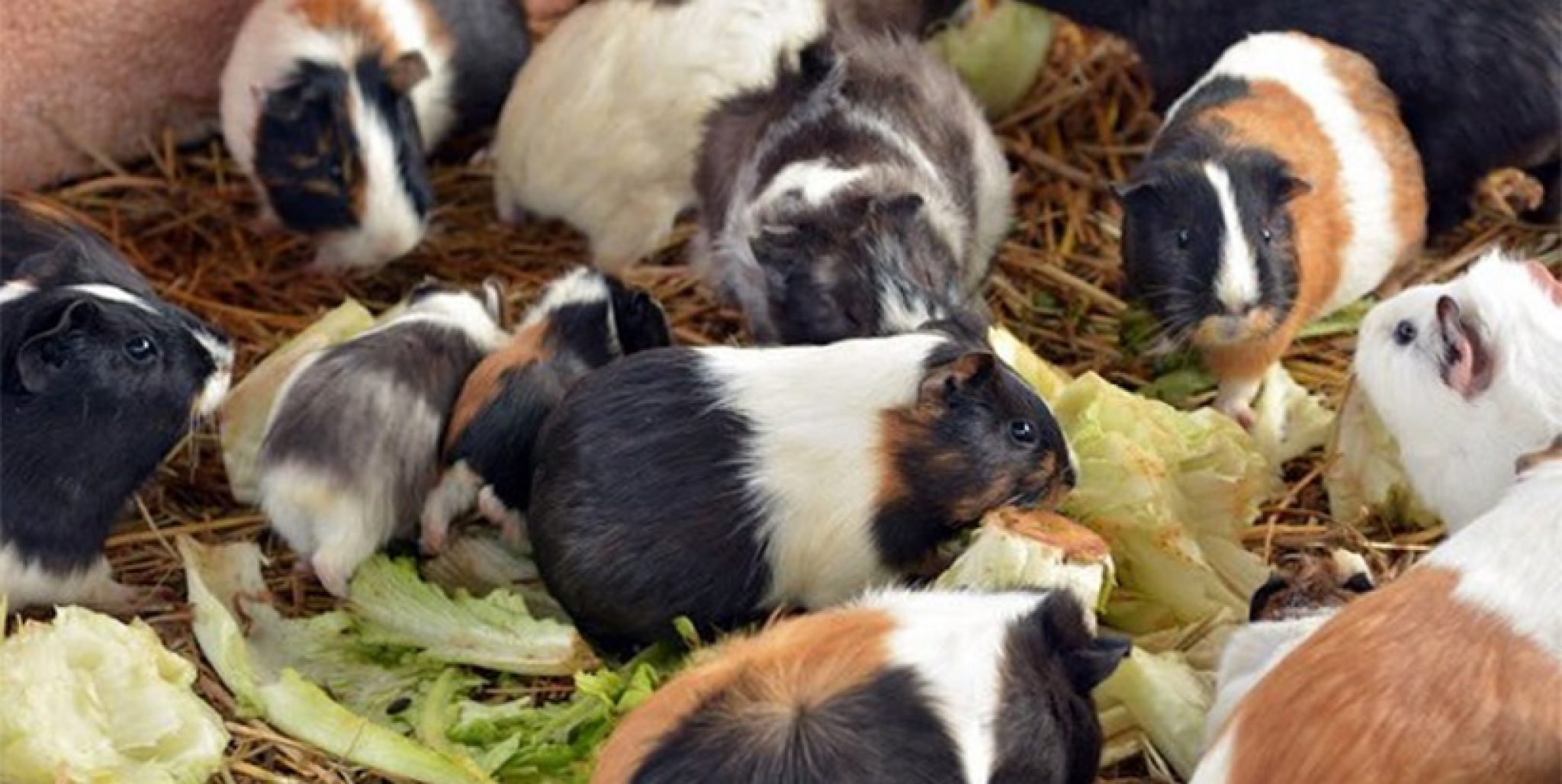 Cavies are not rats! They’re a source of protein and income
