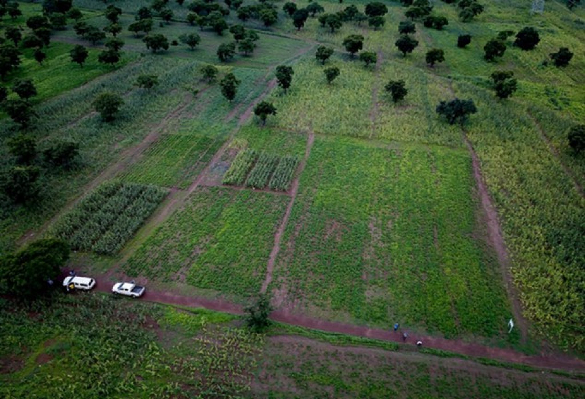 The more crops farmers grow, the more food, nutrition and income secure ...