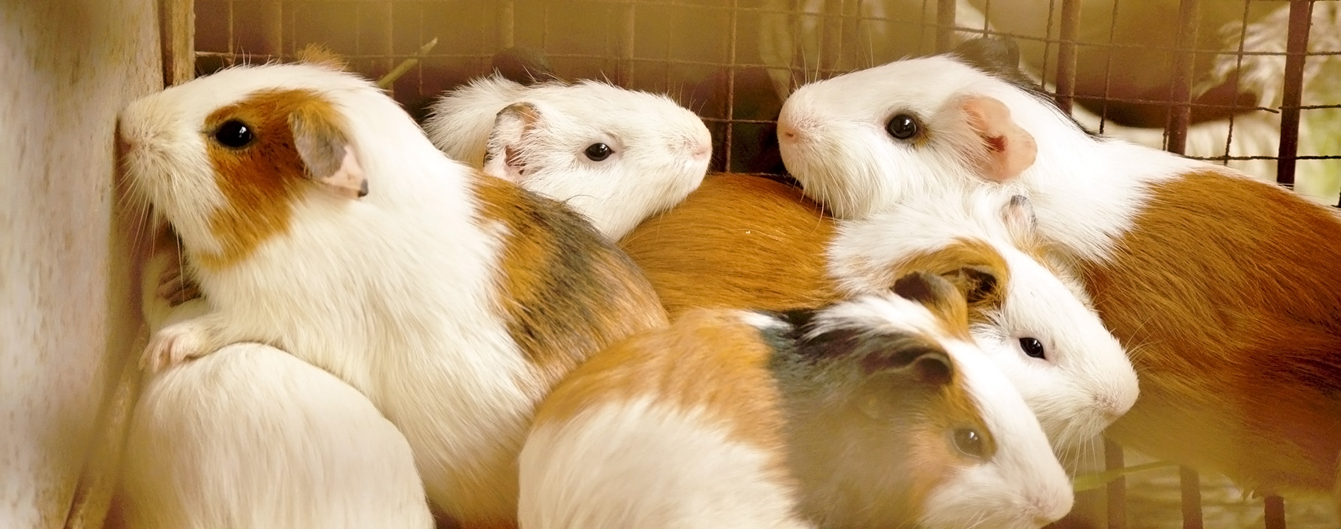 Cavies are not rats! They’re a source of protein and income - study