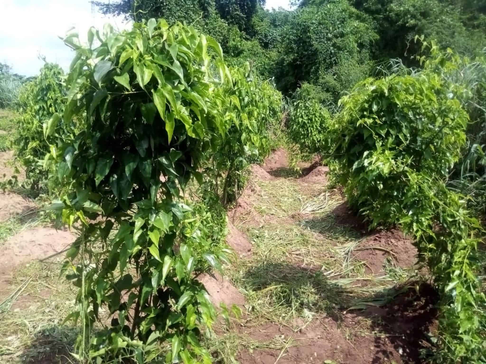 IITA BIP team achieves 23 tons per hectare yield for yam in Nigeria