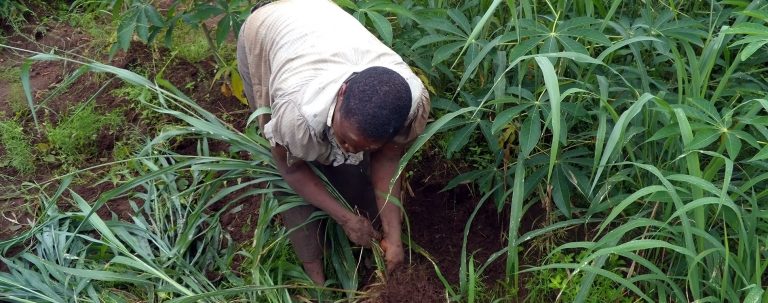 Scientists recommend additional herbicides for weed control in cassava ...