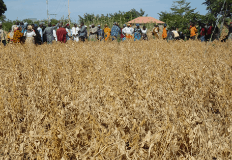 N2Africa: Improving Africa’s smallholder legume farmers wellbeing