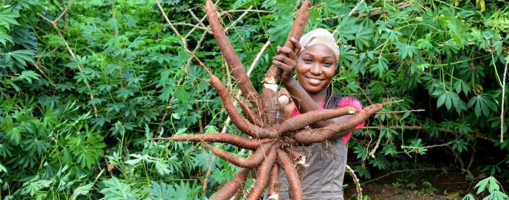 Nigeria approves new names for top performing cassava varieties