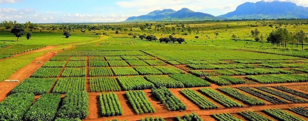 IITA and CIMMYT collaborate to enhance adoption of Conservation ...