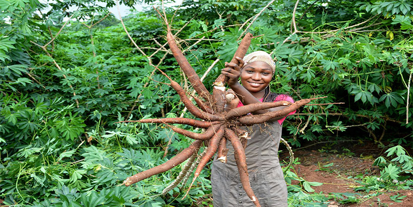 IITA and partners rename improved cassava varieties for the ...