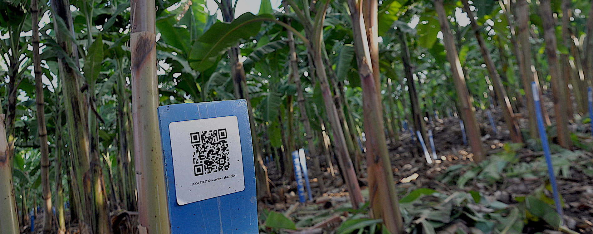 Banana breeding project successfully implements modern track and trace ...